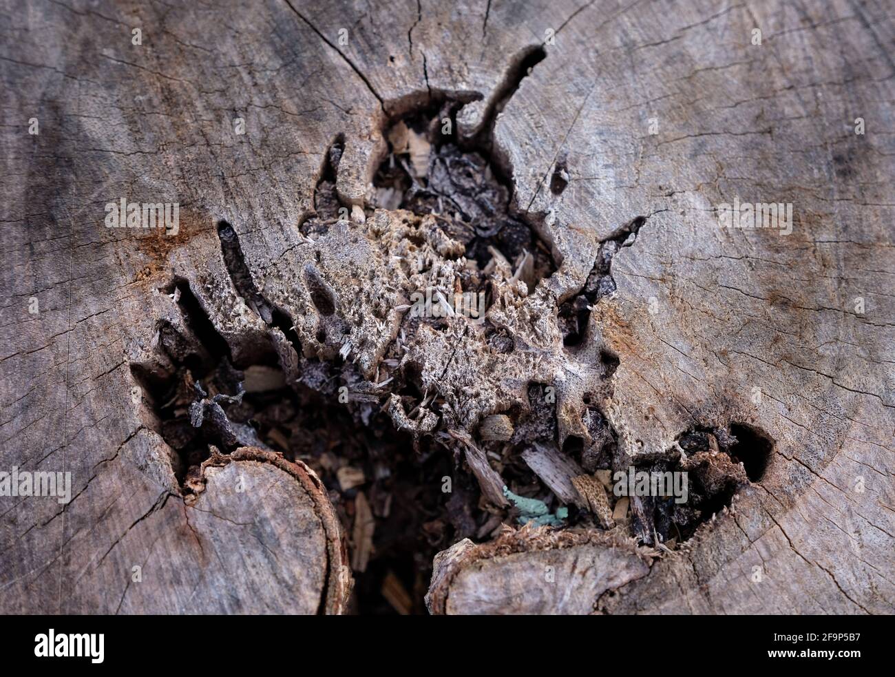 Close up of a rotting log with termite trails Stock Photo - Alamy