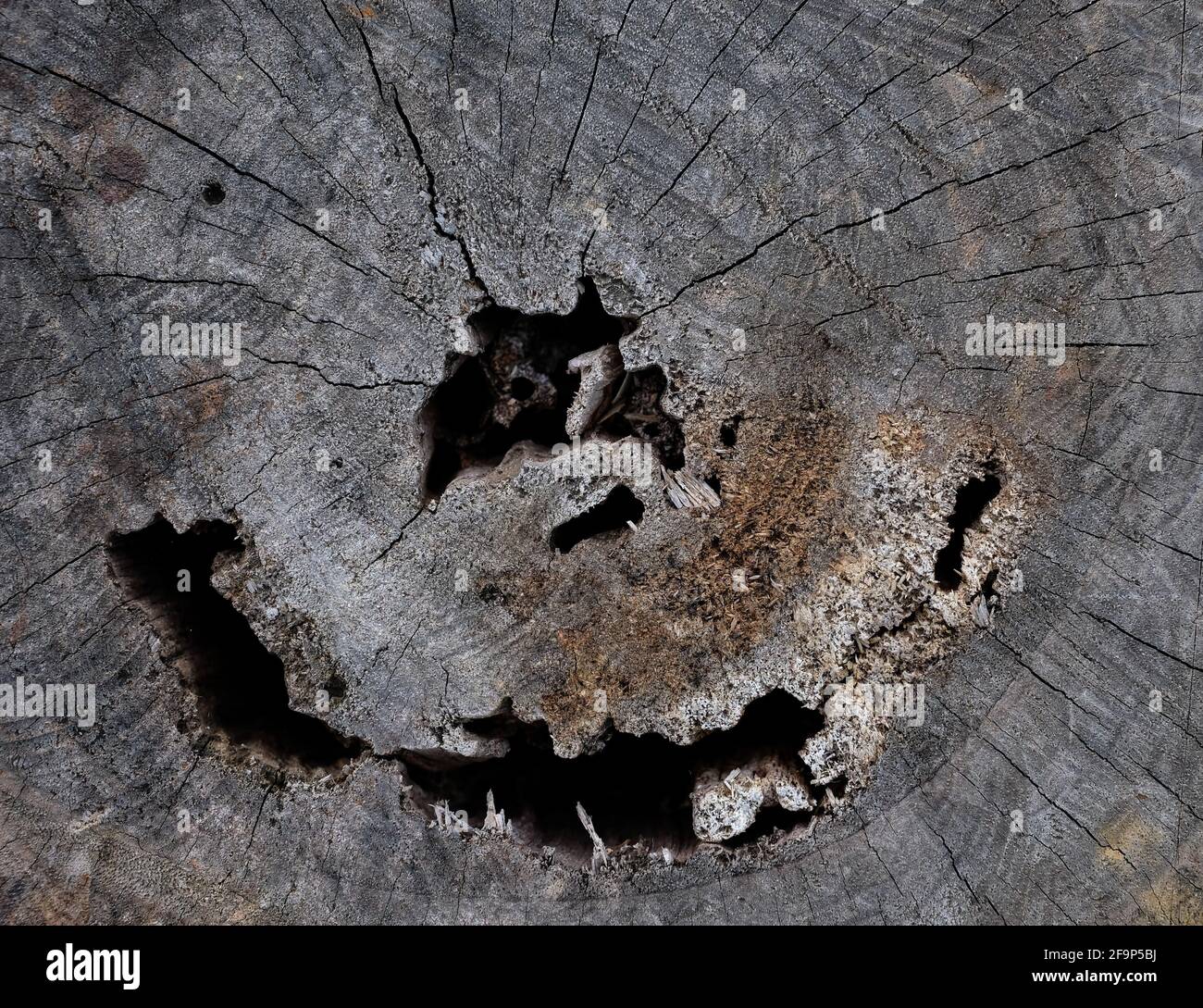 Rotting log hi-res stock photography and images - Alamy