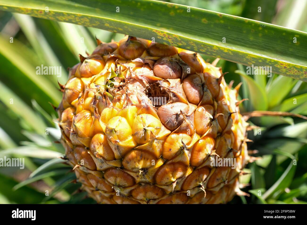Infested crops hi-res stock photography and images - Alamy