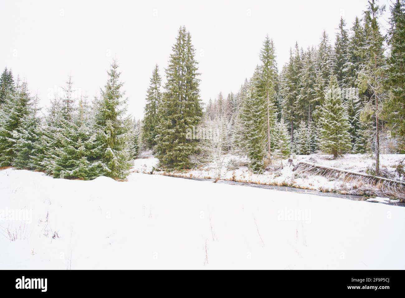 Modrava river scenery hi-res stock photography and images - Alamy