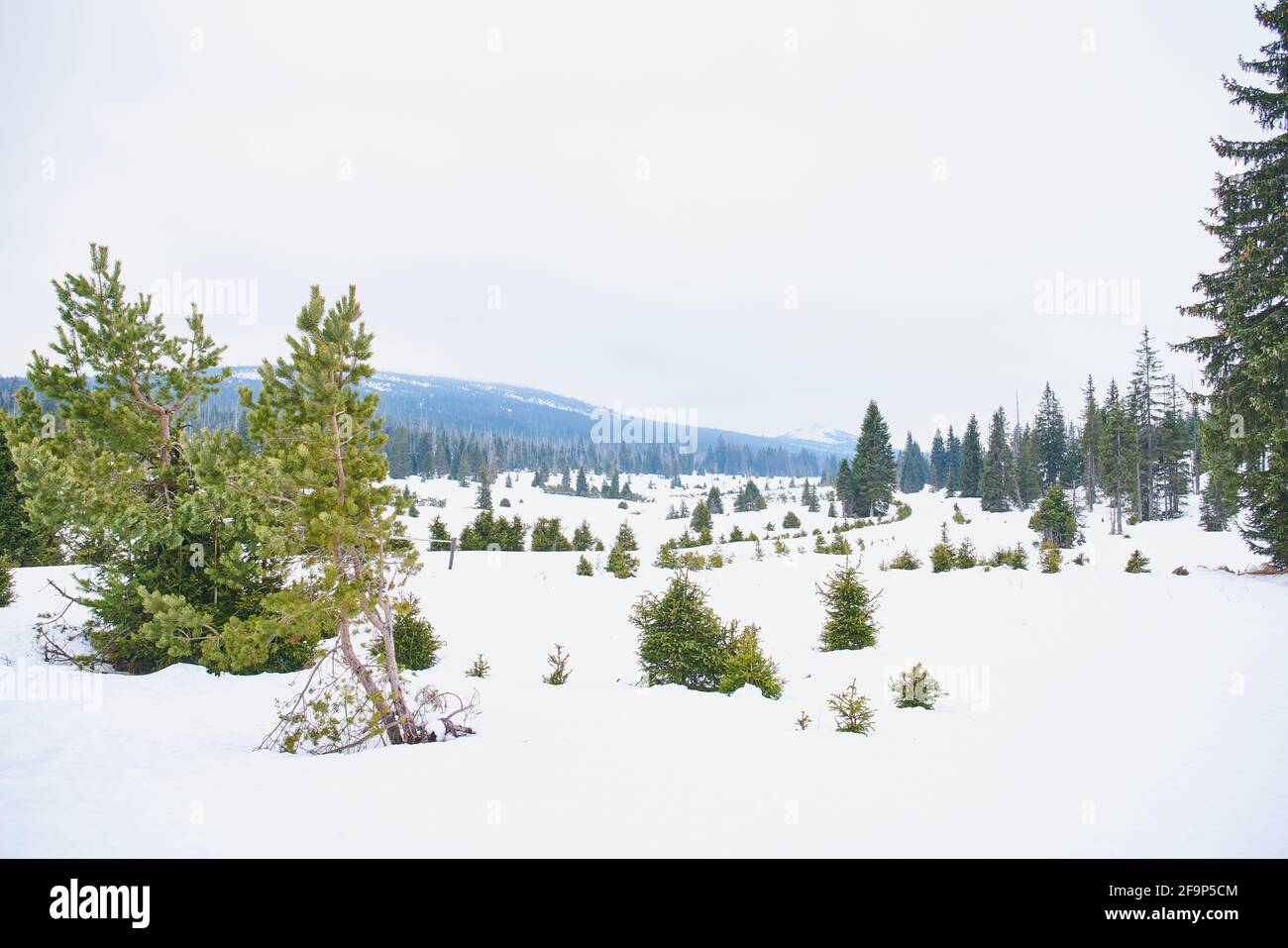 Modrava river scenery hi-res stock photography and images - Alamy