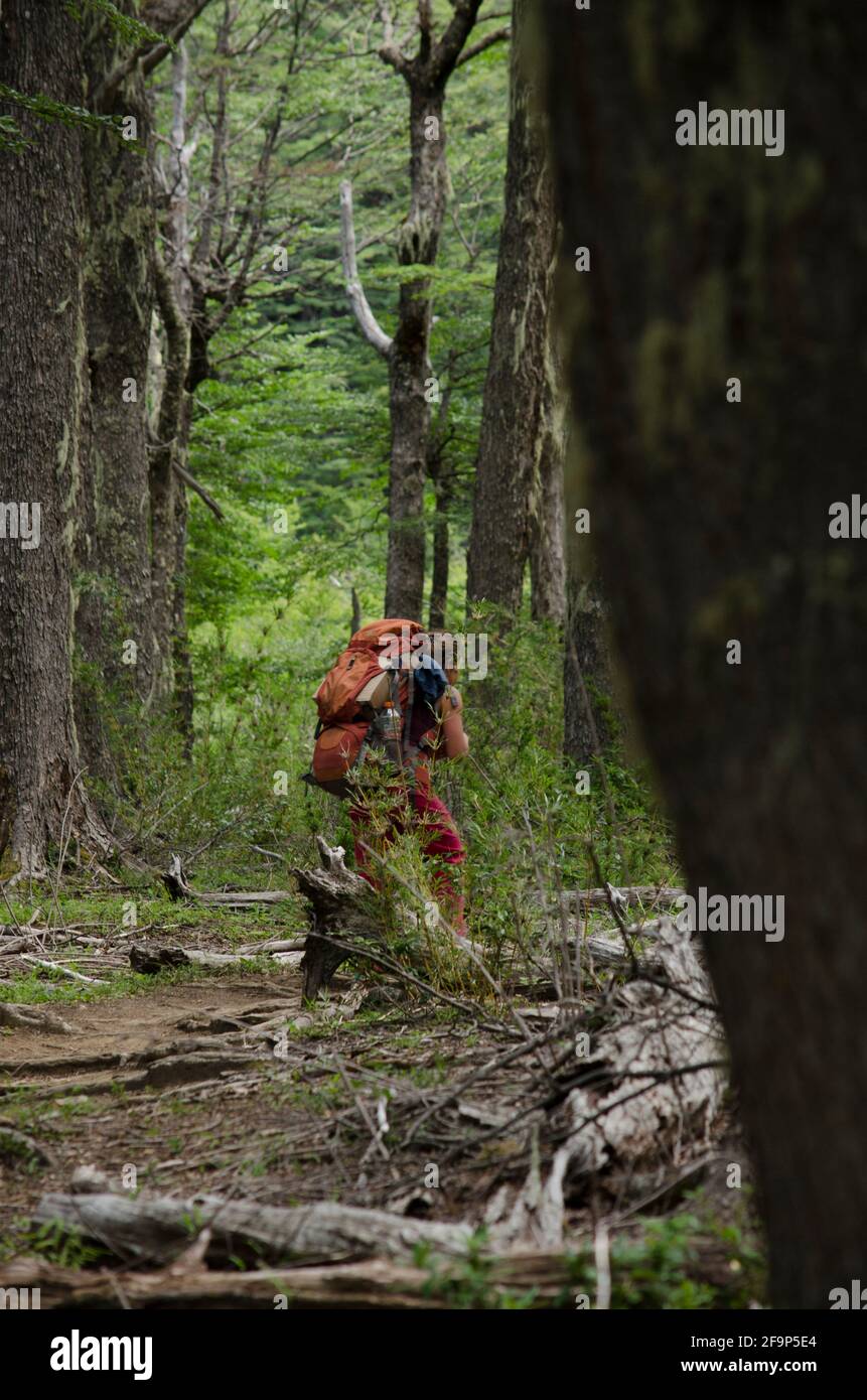 backpacking hike in the middle of the forest, backpacking trekking ...