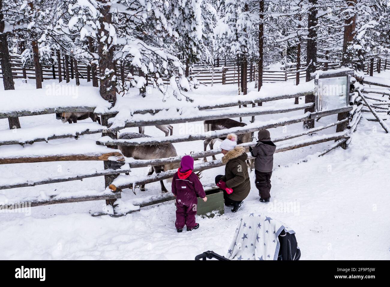Family feeding Reindeers at a farm Stock Photo - Alamy