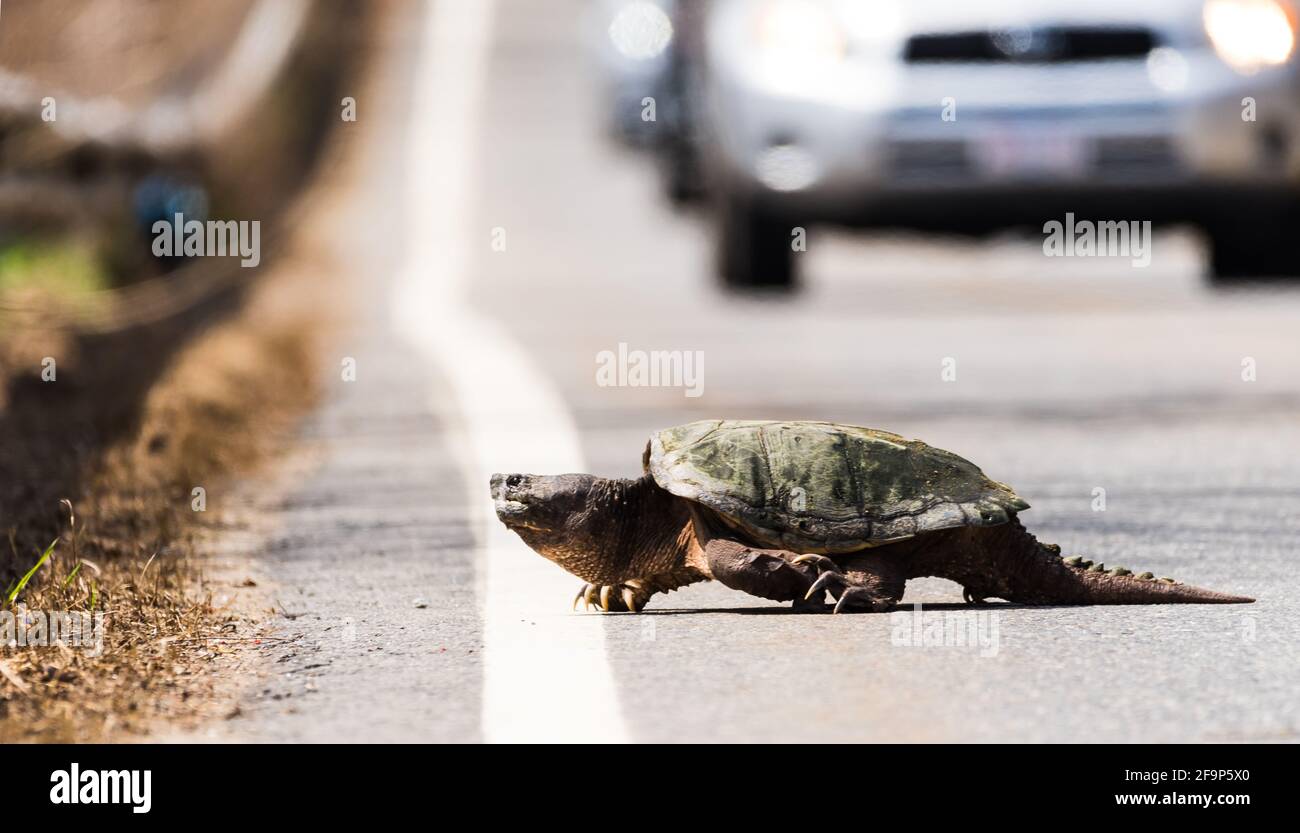 Snapping Turtle Walking High Resolution Stock Photography and Images ...