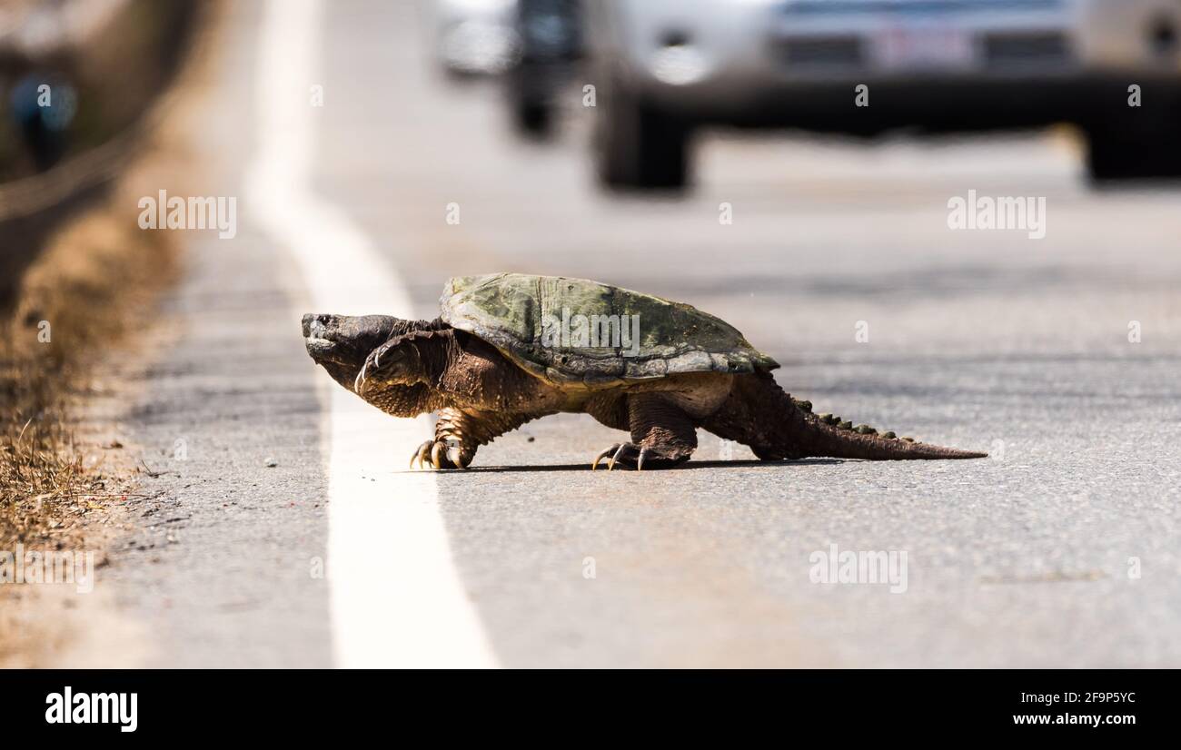 Snapping turtle walking hi-res stock photography and images - Alamy