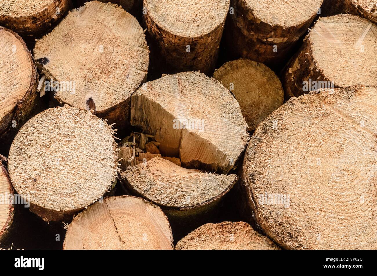 Pile of felled trees, abstract wooden background with cross-section and ...