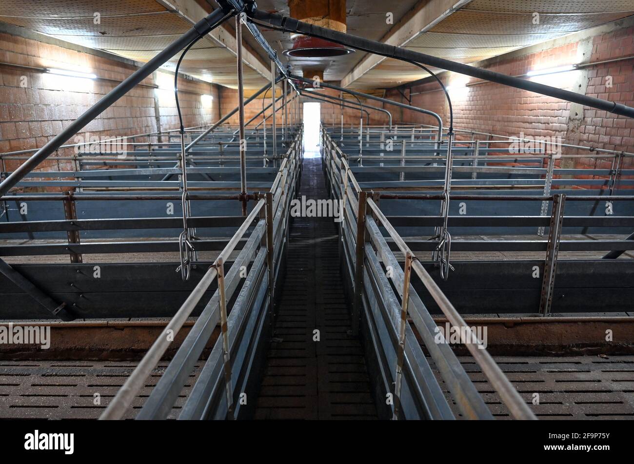 Pig slatted floor hi-res stock photography and images - Alamy