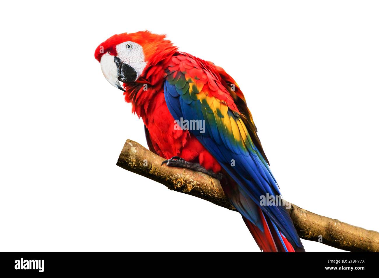 Colorful parrot , red colored bird animal isolated Stock Photo - Alamy