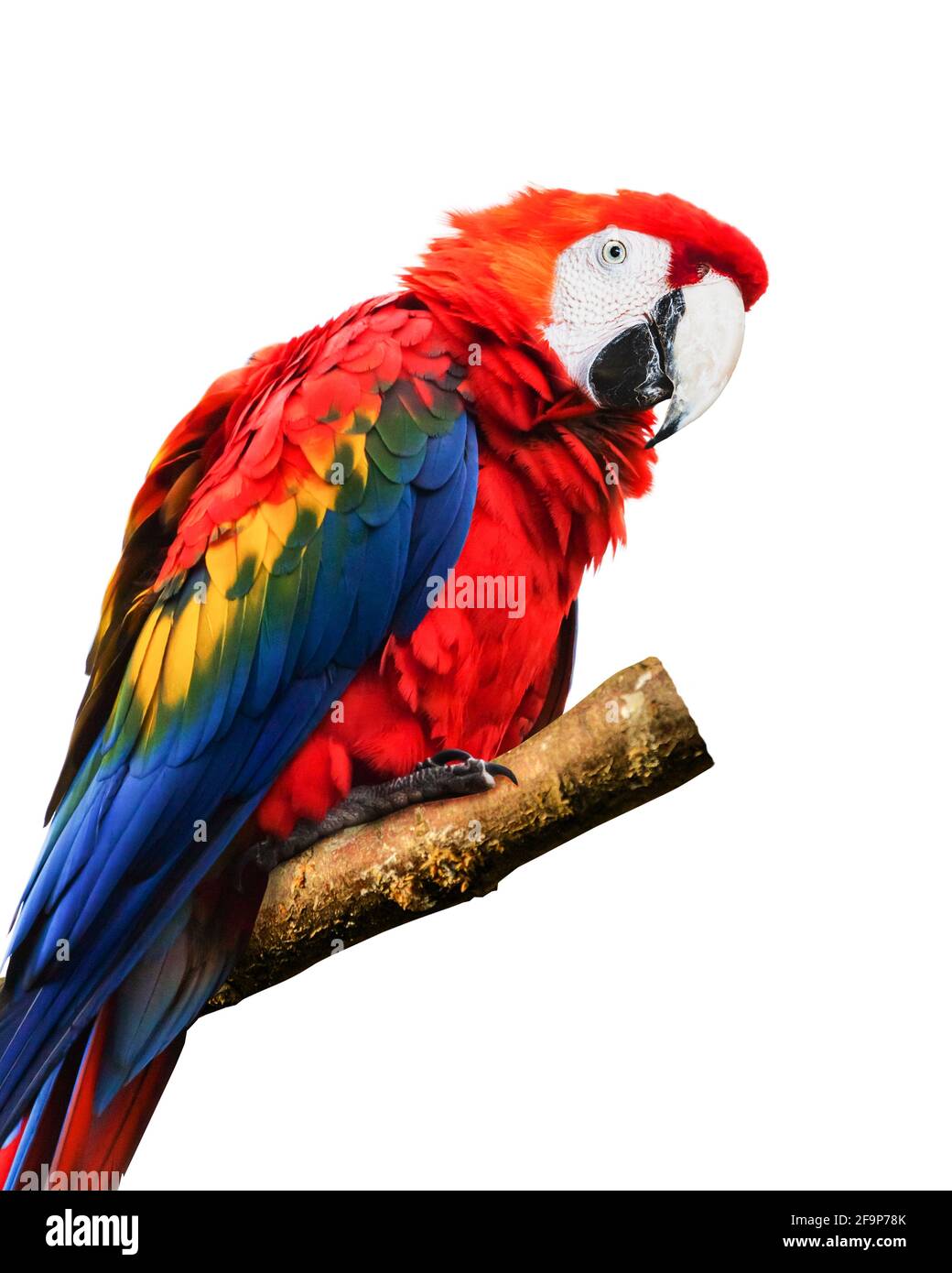 Colorful parrot , red colored bird animal isolated Stock Photo - Alamy