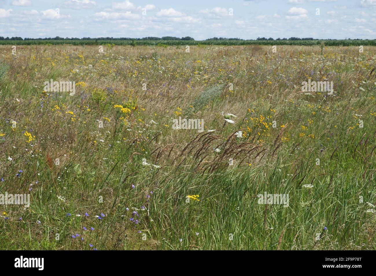 Picturesque Ukrainian steppe on a sunny summer day. Diverse steppe ...