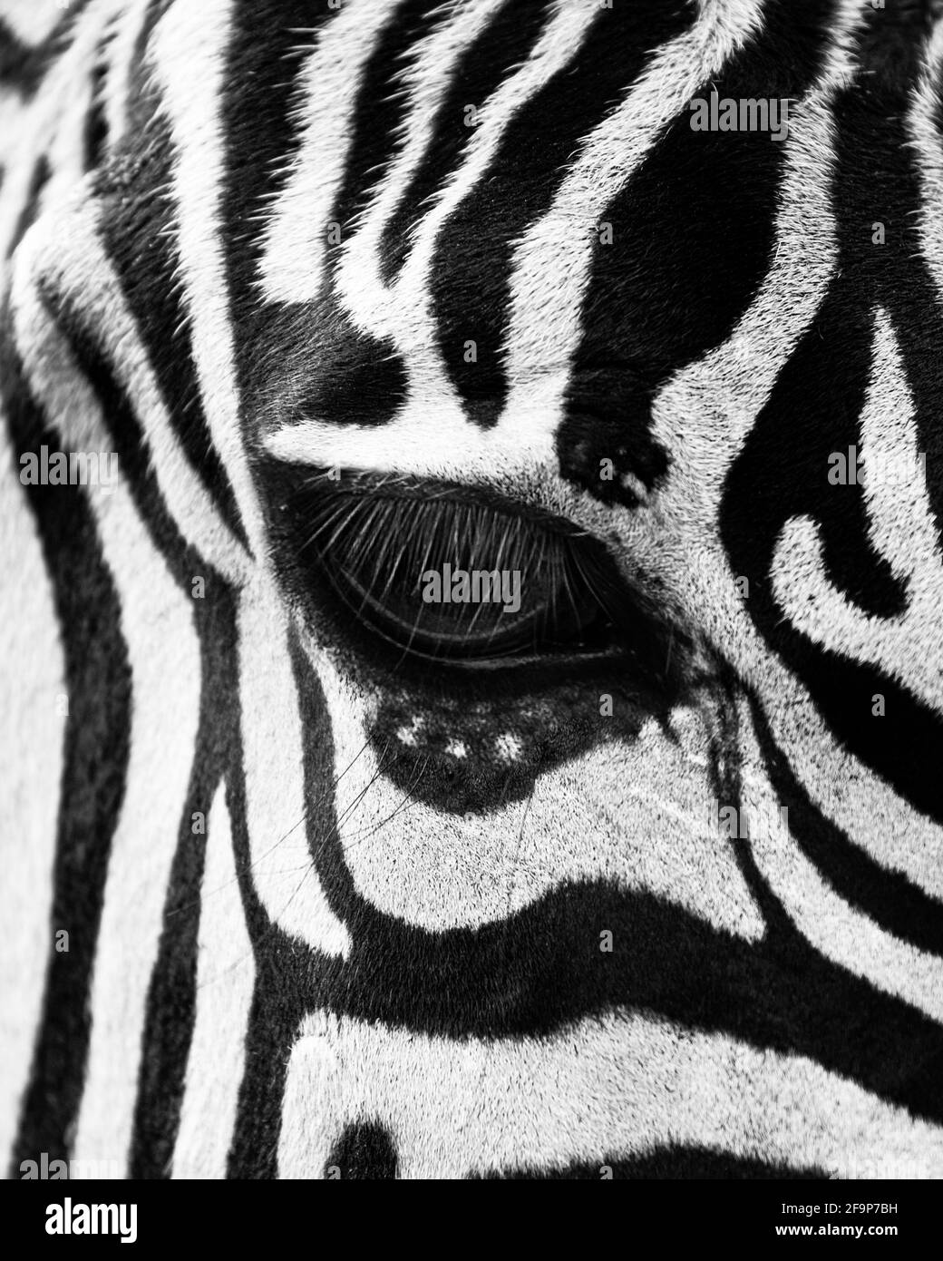 Albino Zebra Eyes