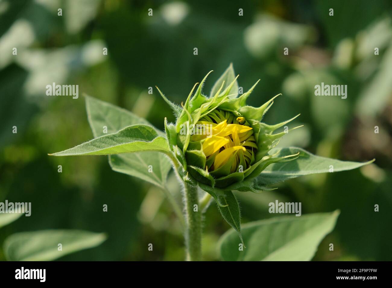Sunflower Bud Detail High Resolution Stock Photography and Images - Alamy