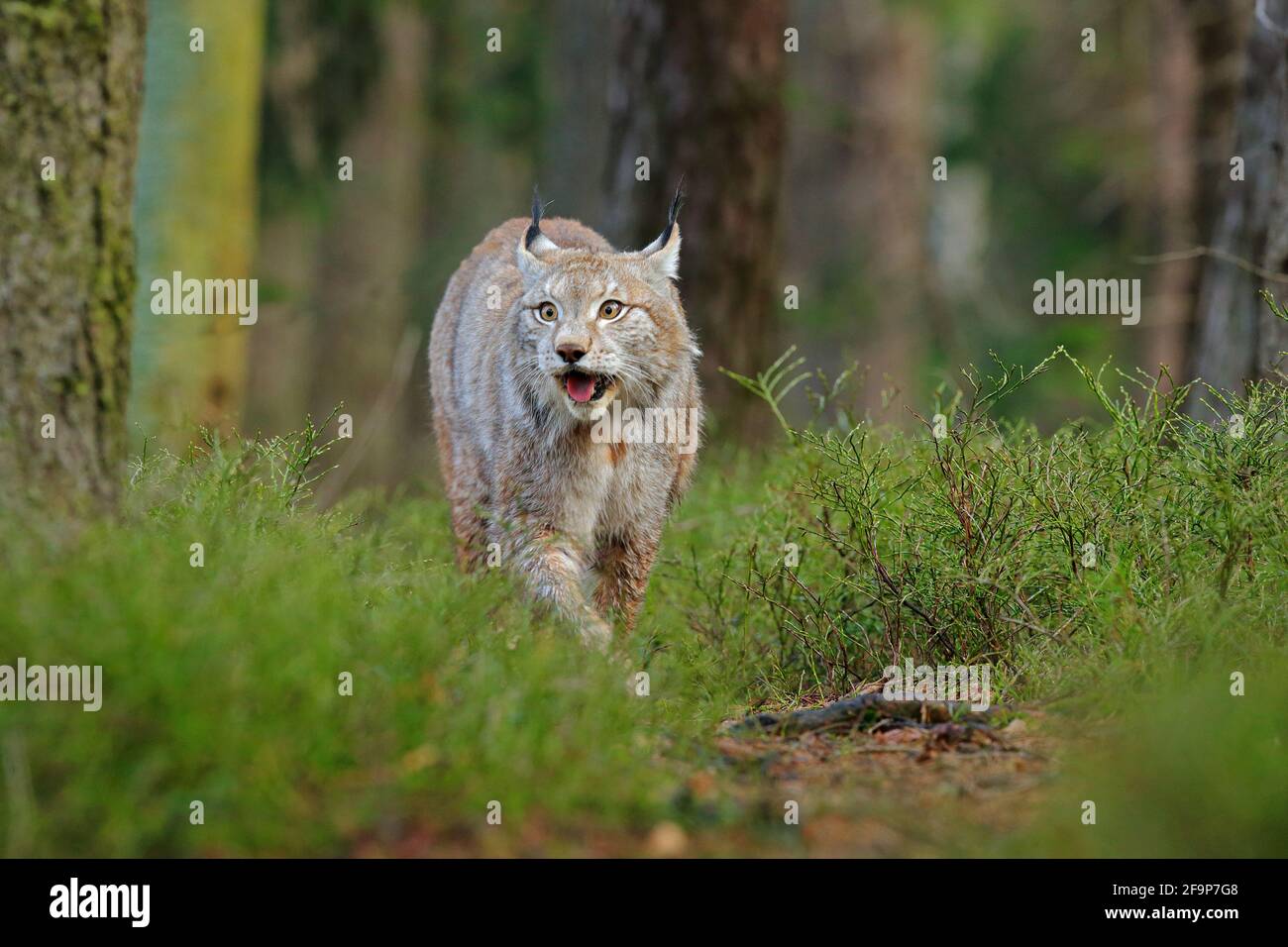 Lynx in green forest. Wildlife scene from nature. Walking Eurasian lynx ...