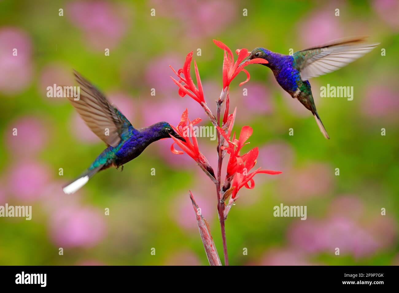 Big blue hummingbird Violet Sabrewing flying next to beautiful red ...