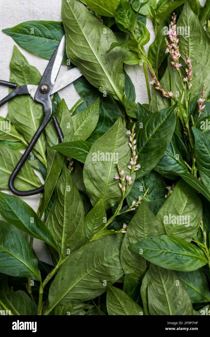 Indigo plant hi-res stock photography and images - Alamy