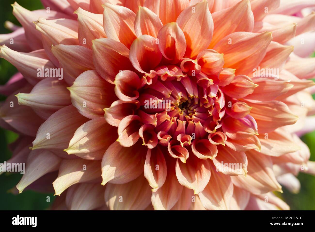 Big dahlias hi-res stock photography and images - Alamy