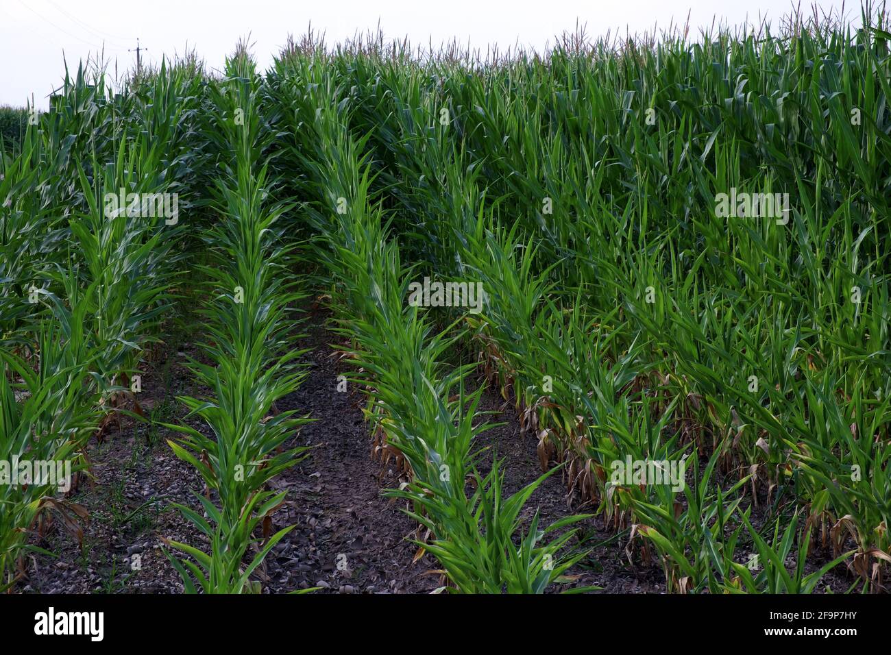 Corn plants grow in rows in the field. Agricultural plants, landscape ...