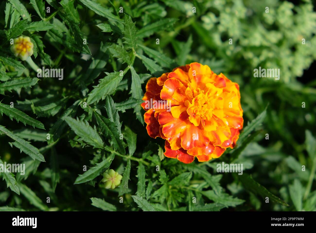 Single flower of marigold, close-up. A bright flower with dew on the ...