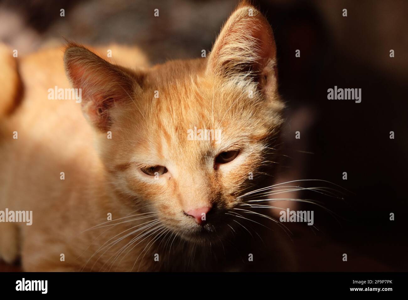 Muzzle cat hi-res stock photography and images - Alamy