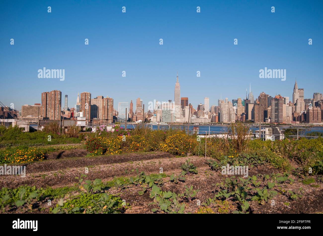 Brooklyn rooftop farming hi-res stock photography and images - Alamy