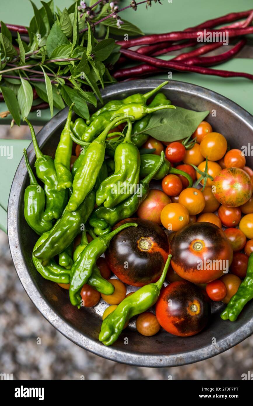 Harvest tomatoes from urban hi-res stock photography and images - Alamy