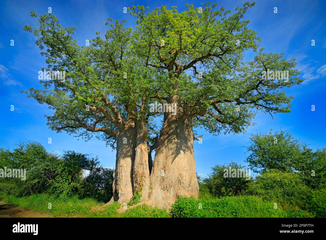 Baobab tree, old plant with green leave with blue sky, Nxai Pan NP ...
