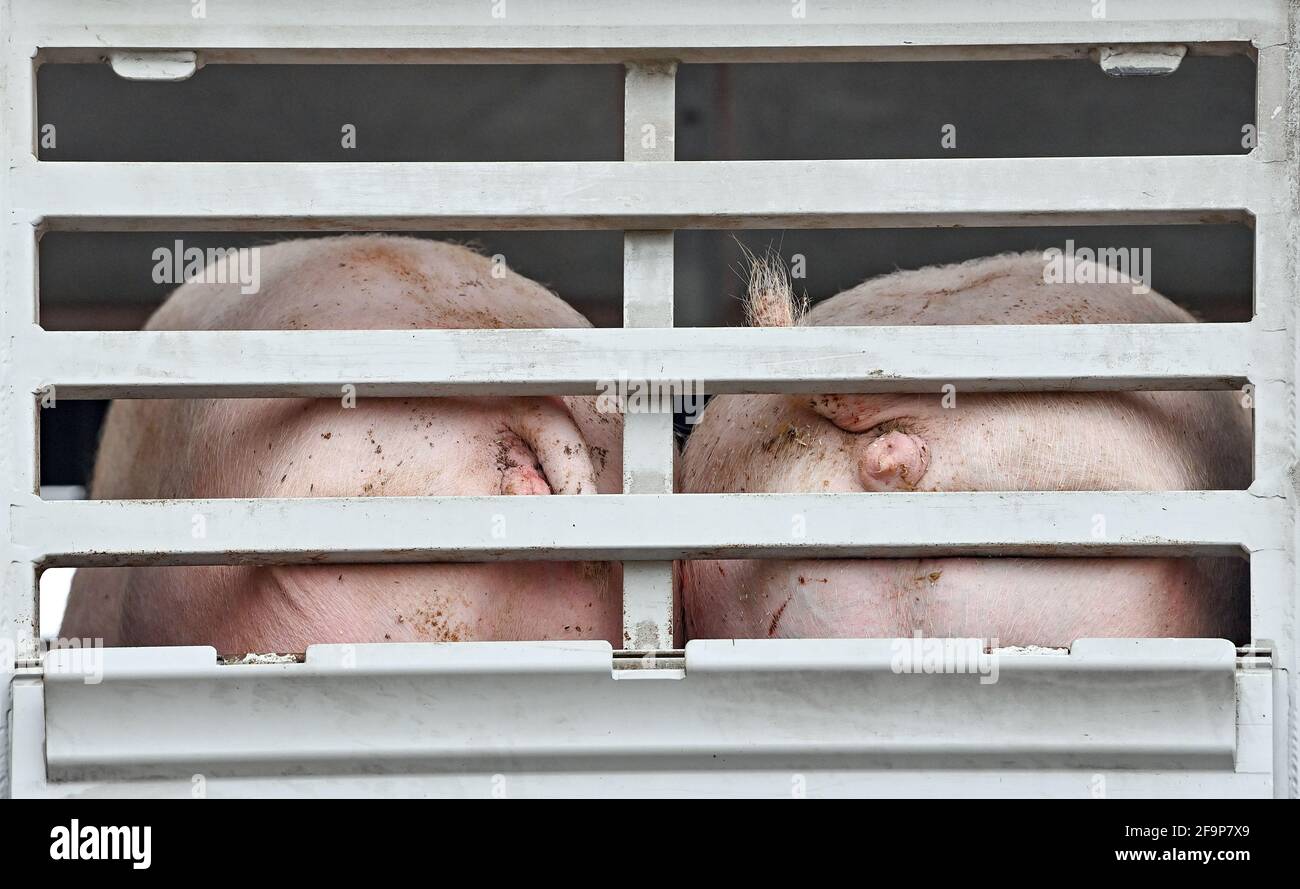 Rear ends hi-res stock photography and images - Alamy