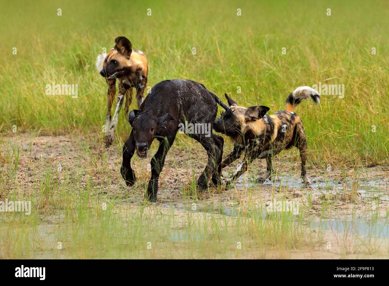 Wild Dog Hunting in Botswana, buffalo calf with predator. Wildlife ...