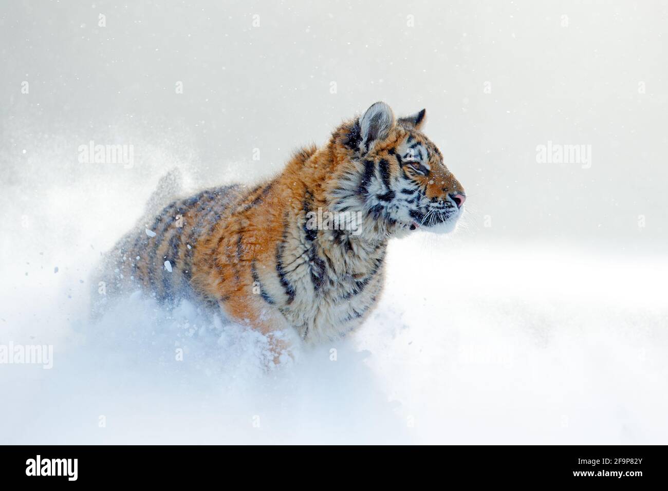 Tiger in wild winter nature, running in the snow. Siberian tiger, Panthera tigris altaica ...