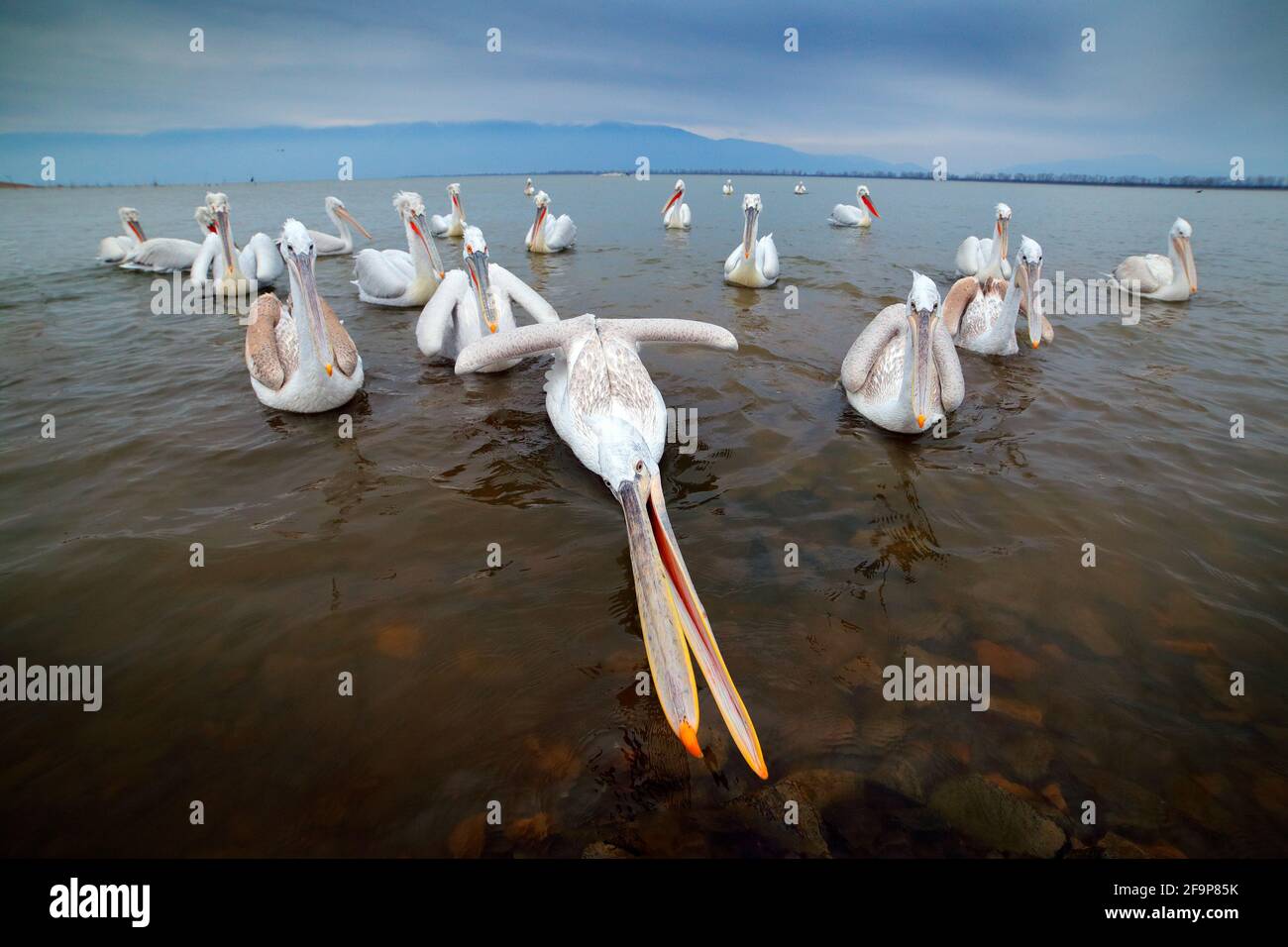 Bird hunting in the water. Dalmatian pelican, Pelecanus crispus, in ...