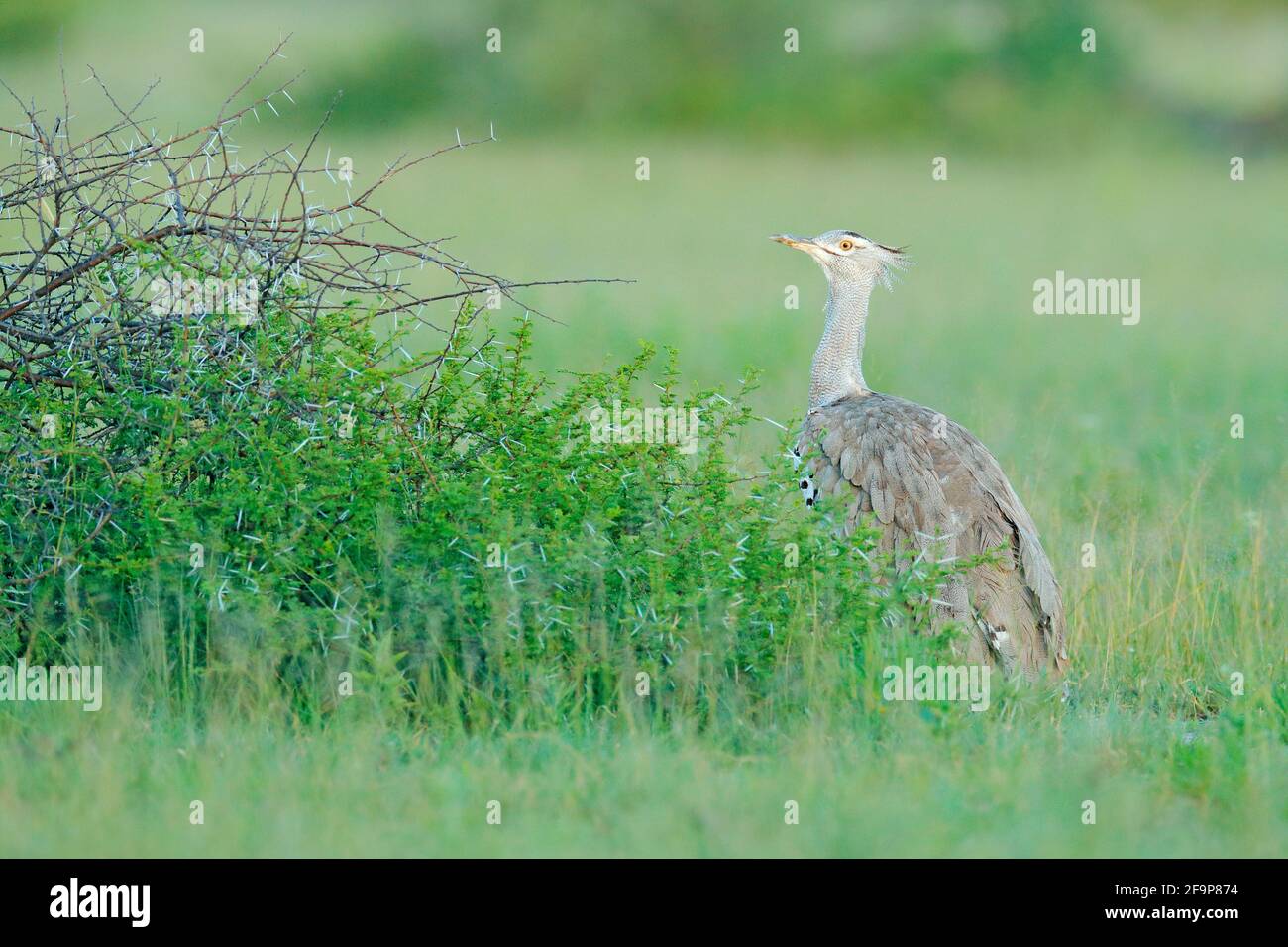 Largest flying bird hi-res stock photography and images - Alamy