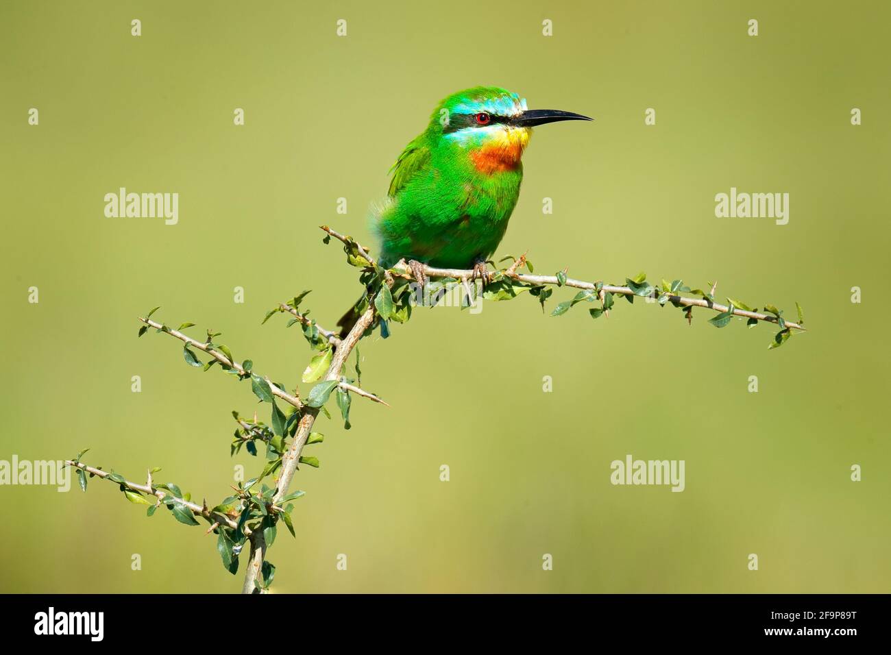 Blue-cheeked bee-eater, Merops persicus, detail of exotic green and ...