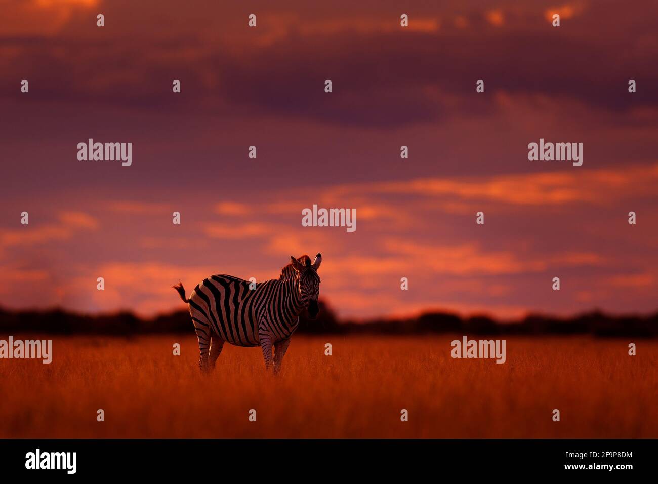 African sunset with beautiful animal hi-res stock photography and ...