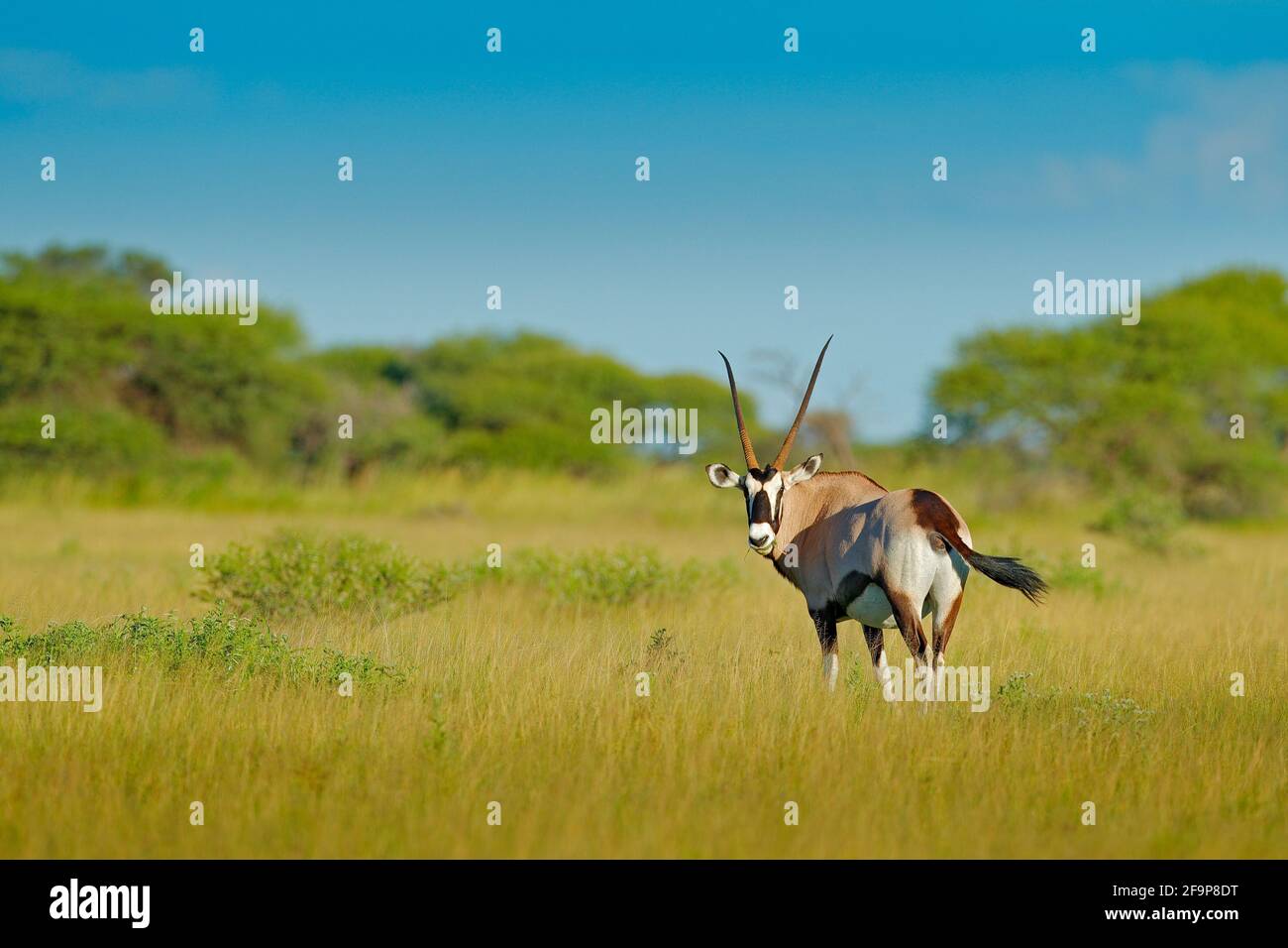 Gemsbok with green forest, evening sunset. Gemsbuck, Oryx gazella ...