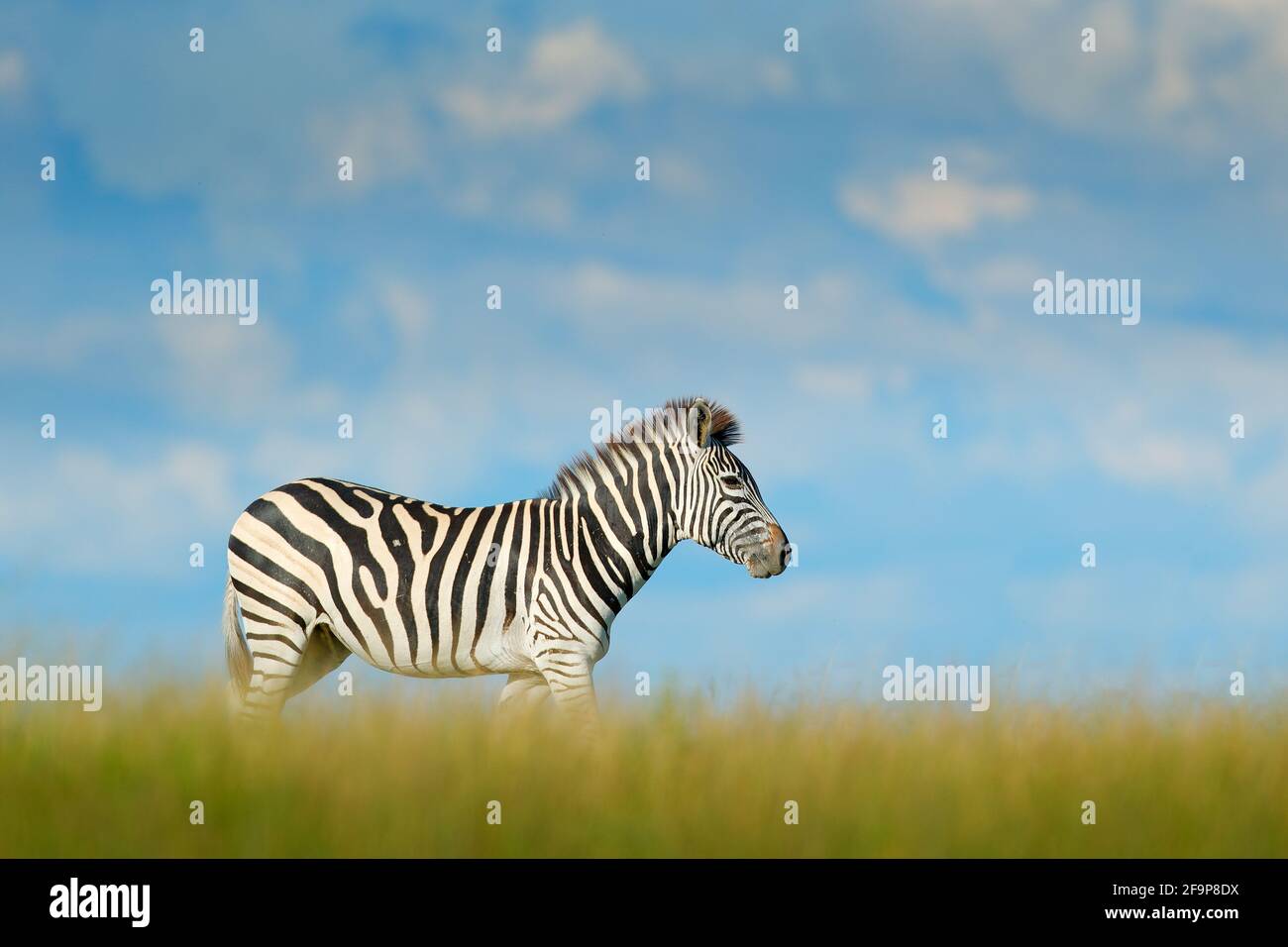 Zebra with blue storm sky with clouds. Burchell's zebra, Equus quagga ...