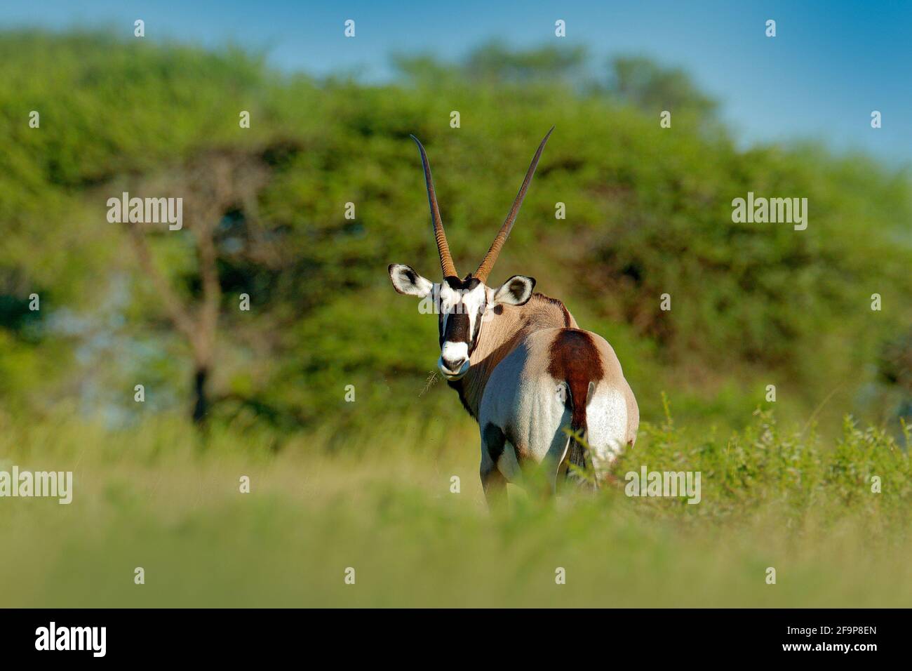 Gemsbok with green forest, evening sunset. Gemsbuck, Oryx gazella ...