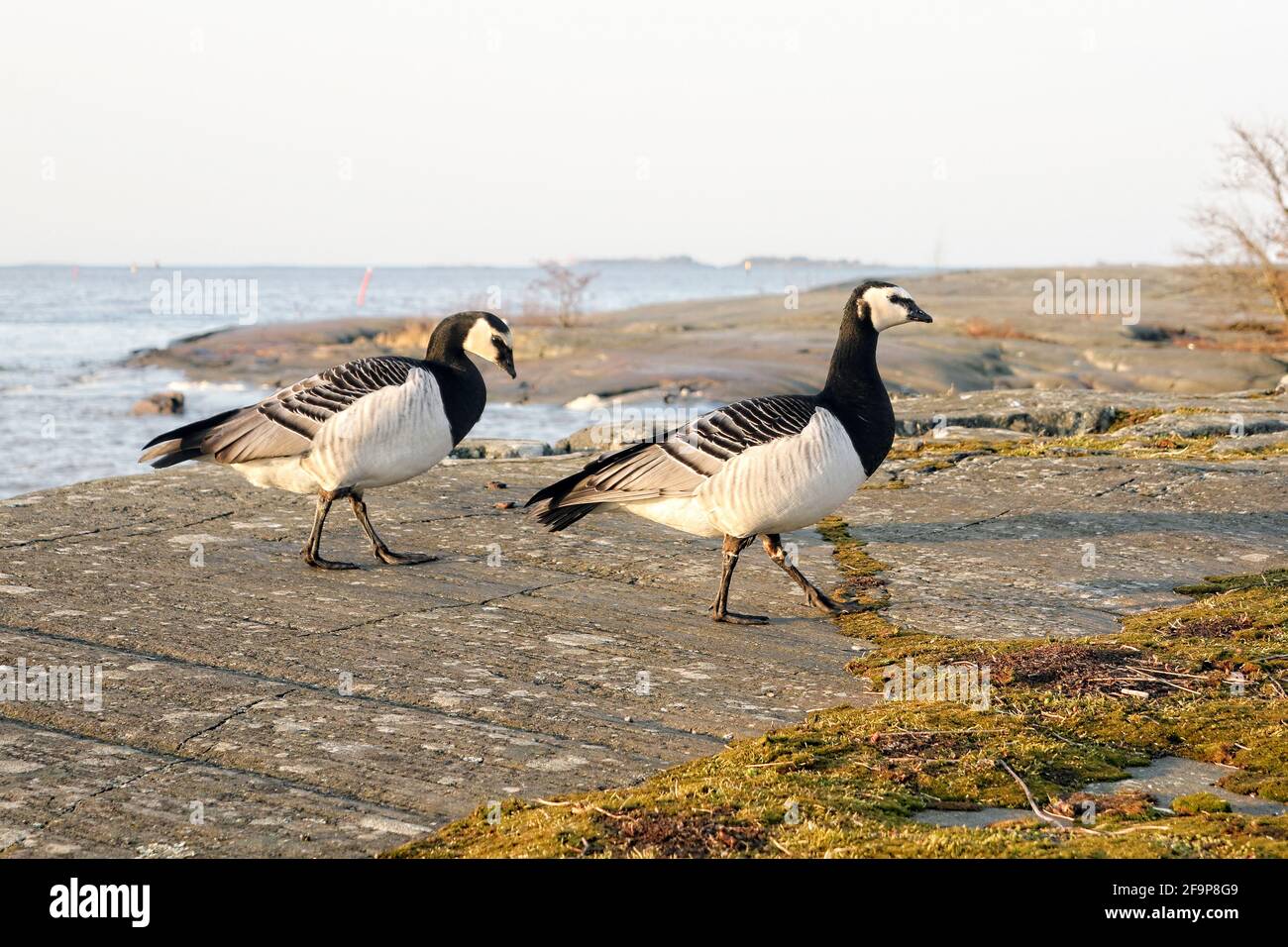 12 geese hi-res stock photography and images - Alamy