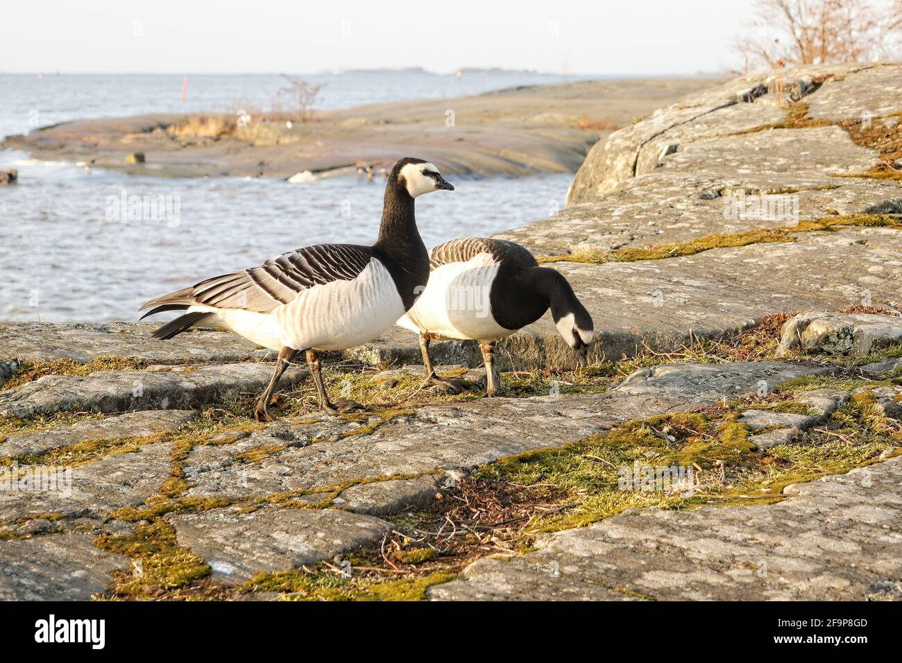 Barnacle geese hi-res stock photography and images - Alamy