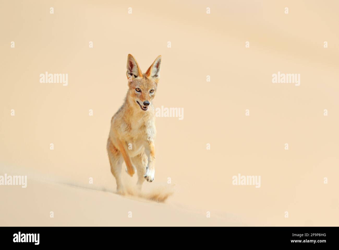 Jackal running on the sand dune in the Namib desert. Hot day in sand ...