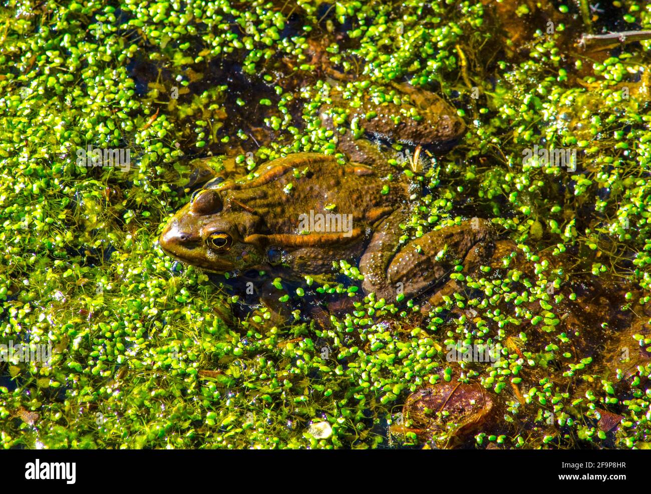 Species of duckweed hi-res stock photography and images - Alamy