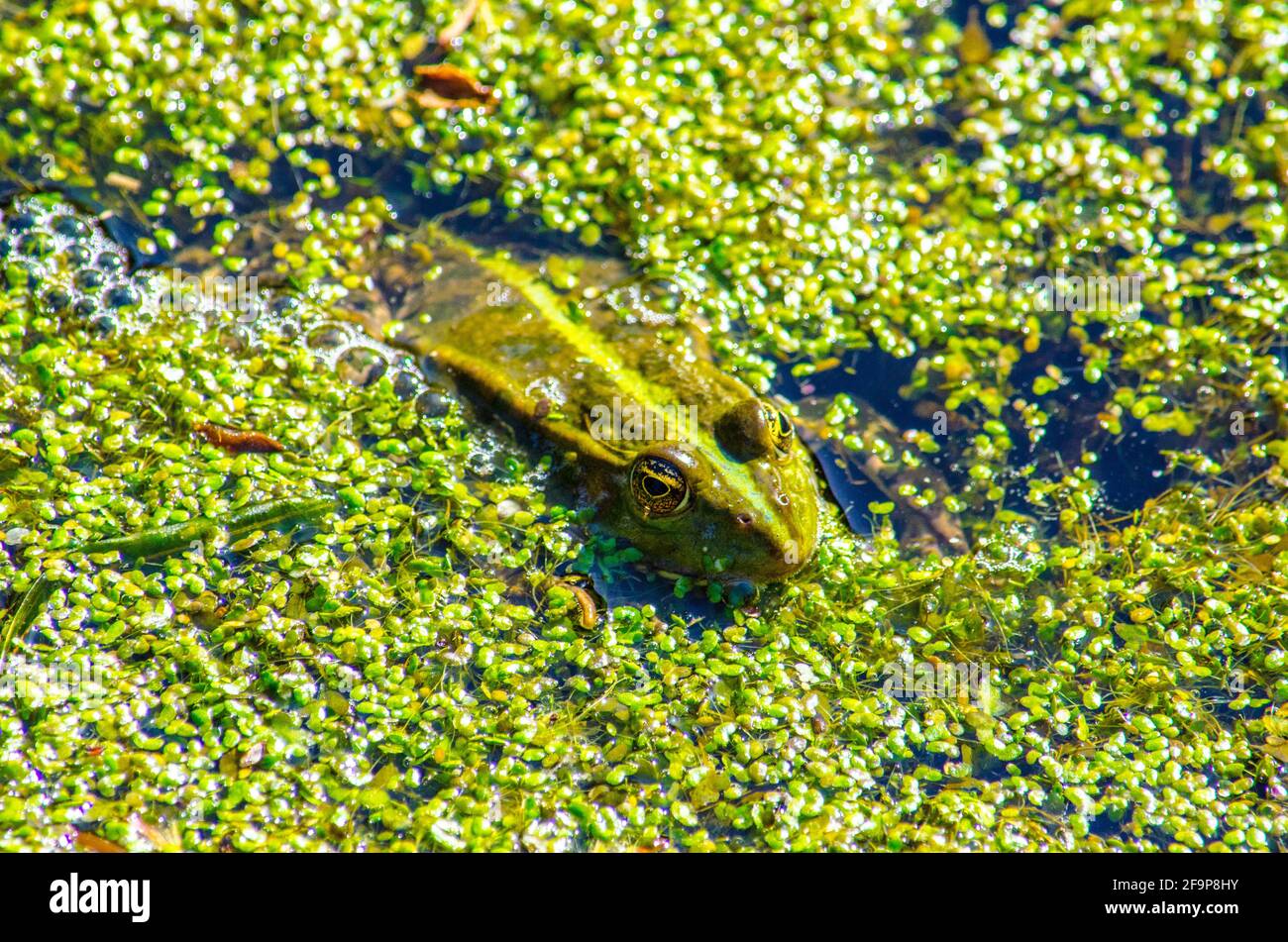 A frog in a pond of duckweed Stock Photo - Alamy