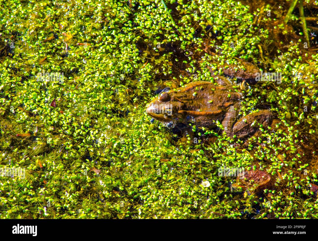 A frog in a pond of duckweed Stock Photo - Alamy