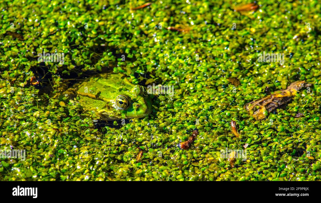 A frog in a pond of duckweed Stock Photo - Alamy