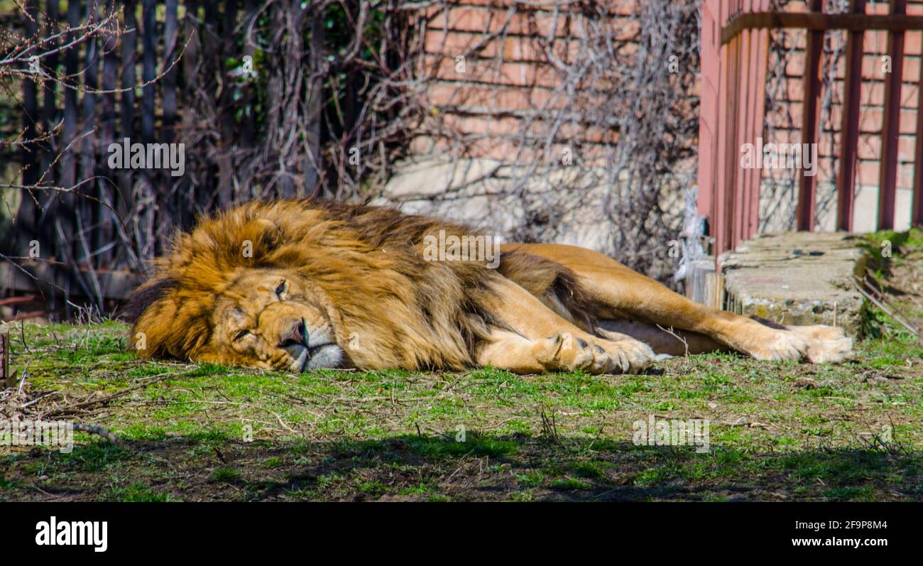 sleeping male lion Stock Photo - Alamy