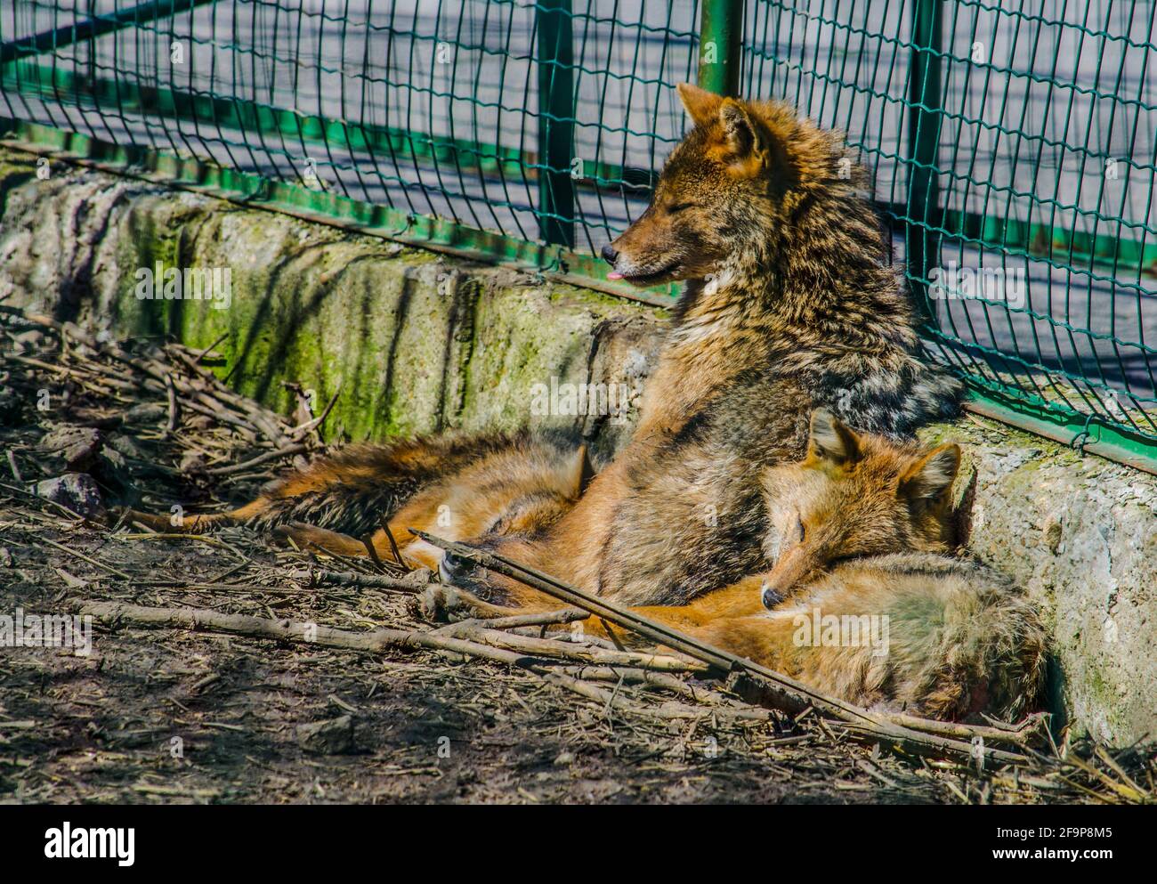 group of sleeping wolves Stock Photo - Alamy