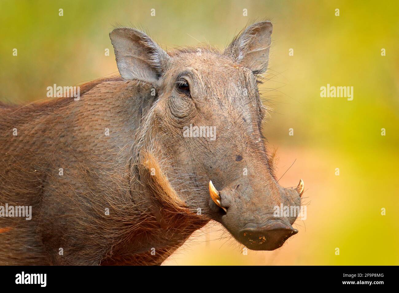 Common warthog, brown wild pig with tusk. Close-up detail of animal in ...