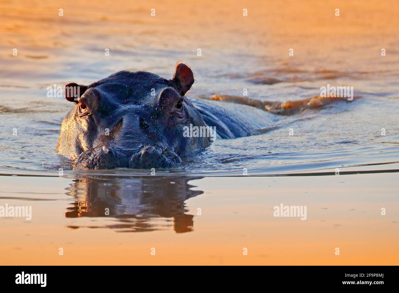 Hippopotamus Habitat