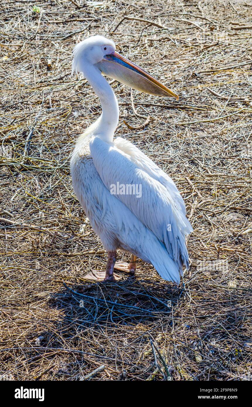 pelican in zoo of sofia Stock Photo - Alamy