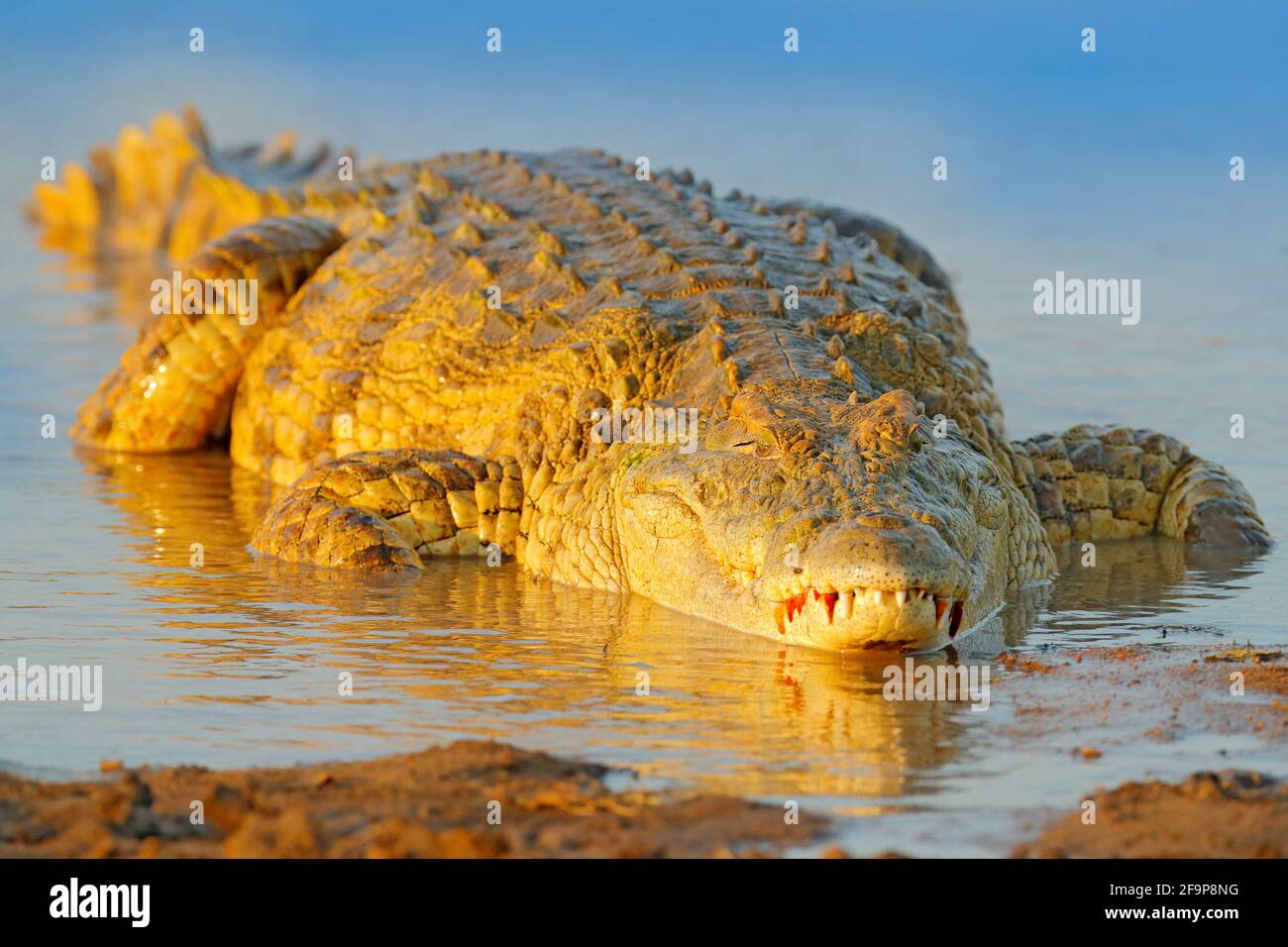 Crocodile with beautiful evening light. Nile crocodile, Crocodylus ...