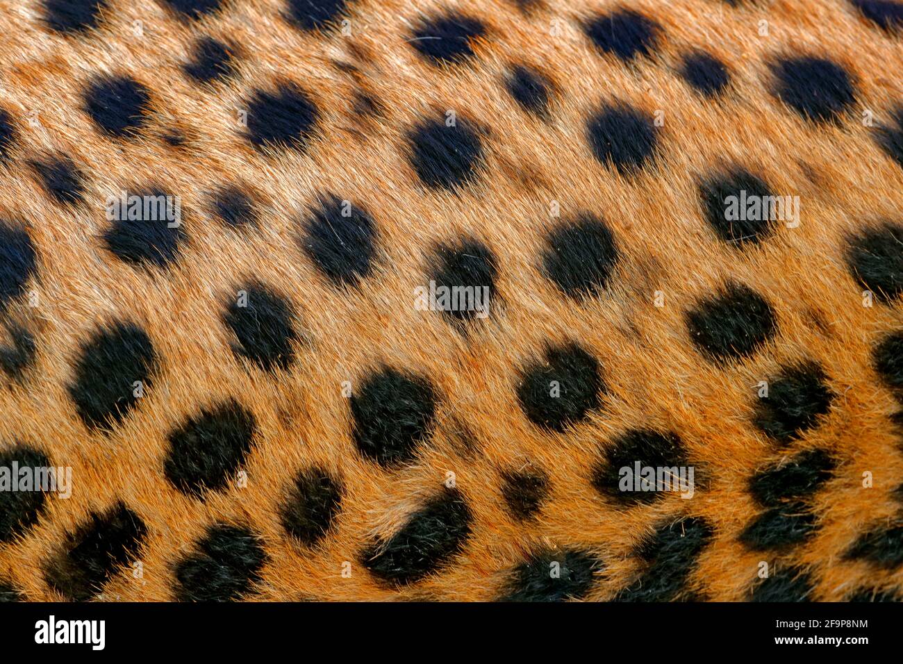 Stare pan hi-res stock photography and images - Alamy